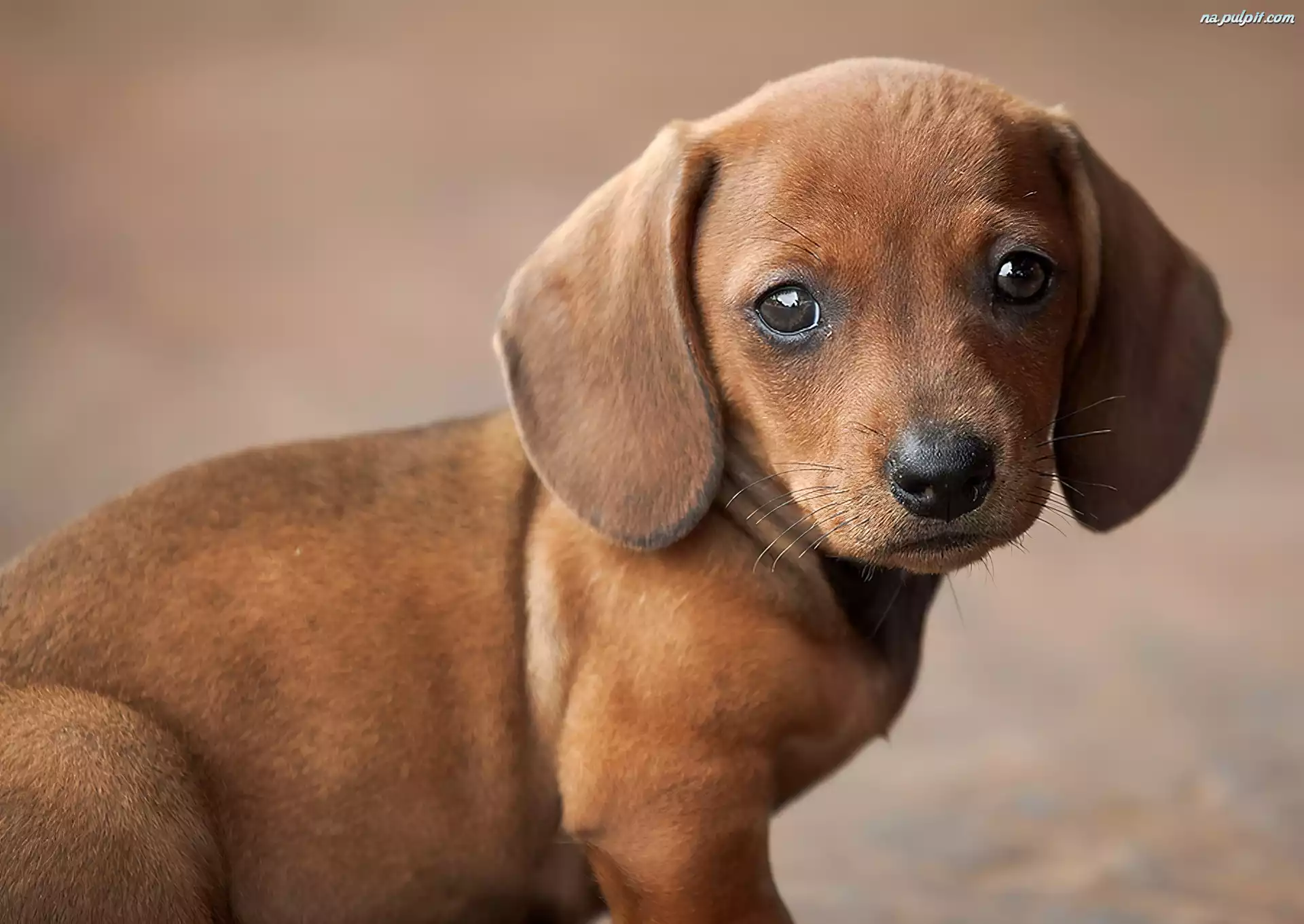 Mały, Jamniczek Na Pulpit